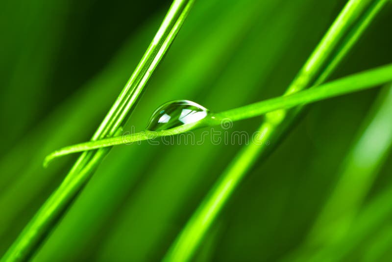 Three dew drops stock photo. Image of level, condensation - 9434250