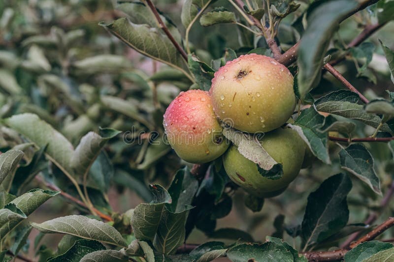 Rain Drops on Apples Hanging from Tree Stock Image - Image of color ...