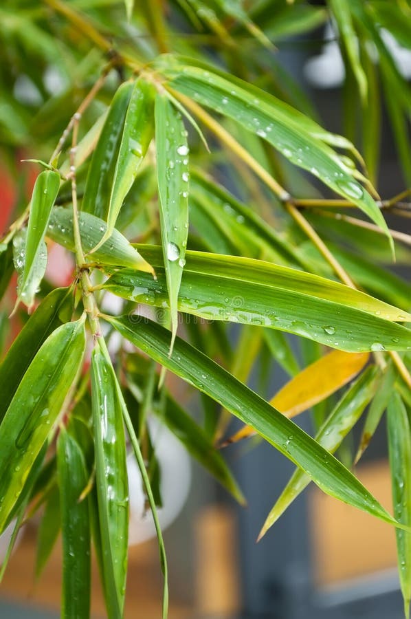 Rain Drops on Bamboo Leaves in a Garden Stock Image - Image of freedom ...
