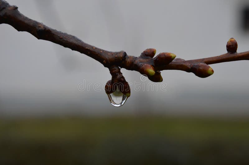 Raindrops on a branch stock photo. Image of drop, details - 214245618