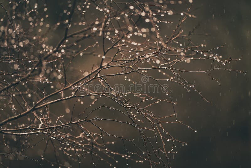 Rain Drops on the Branches a Tree Stock Photo - Image of tree, soft ...