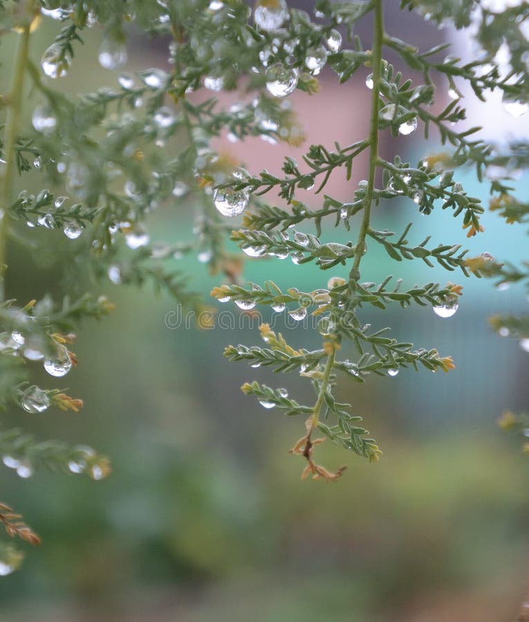 Rain Drops on the Branches of Trees Stock Image - Image of green, rain ...