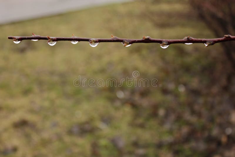 Rain Drops on the Branches of Trees and Trees Stock Image - Image of ...