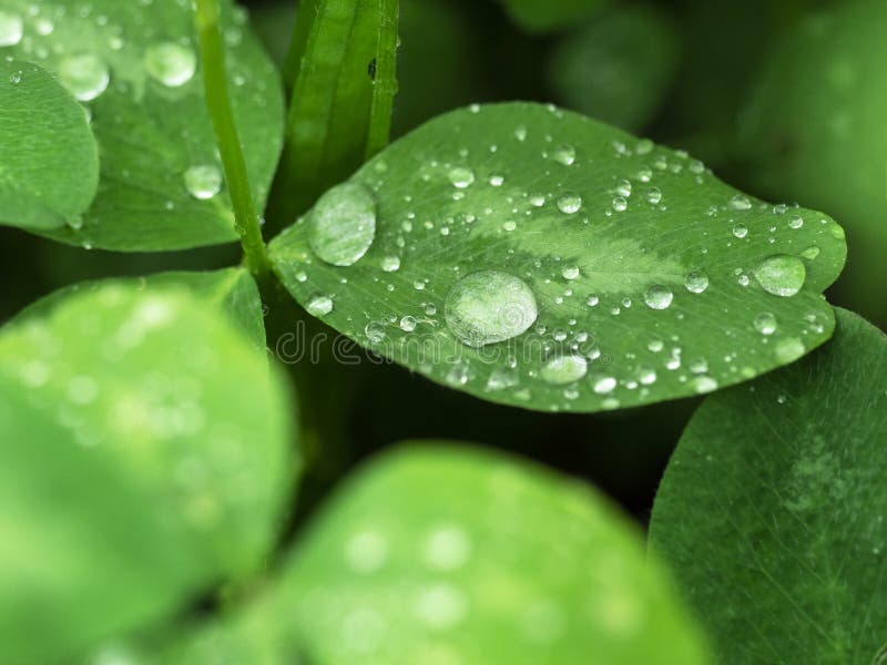Rain Drops on Clover Petals after Rain Close-up Stock Photo - Image of ...
