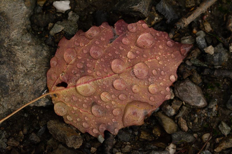 Rain Drops on Colorful Leaf in Fall from Rainy Weather Stock Photo ...