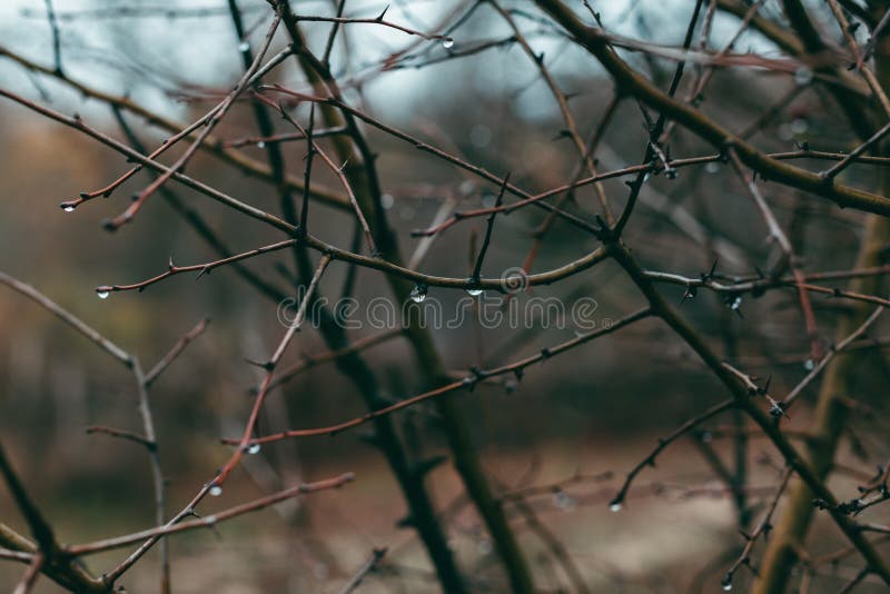 Rain Drops on a Dark Branch of an Autumn Tree without Leaves Stock ...