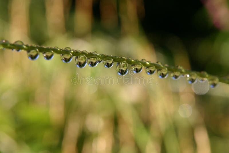 Rain Drops Diagonal Picture. Image: 1102243