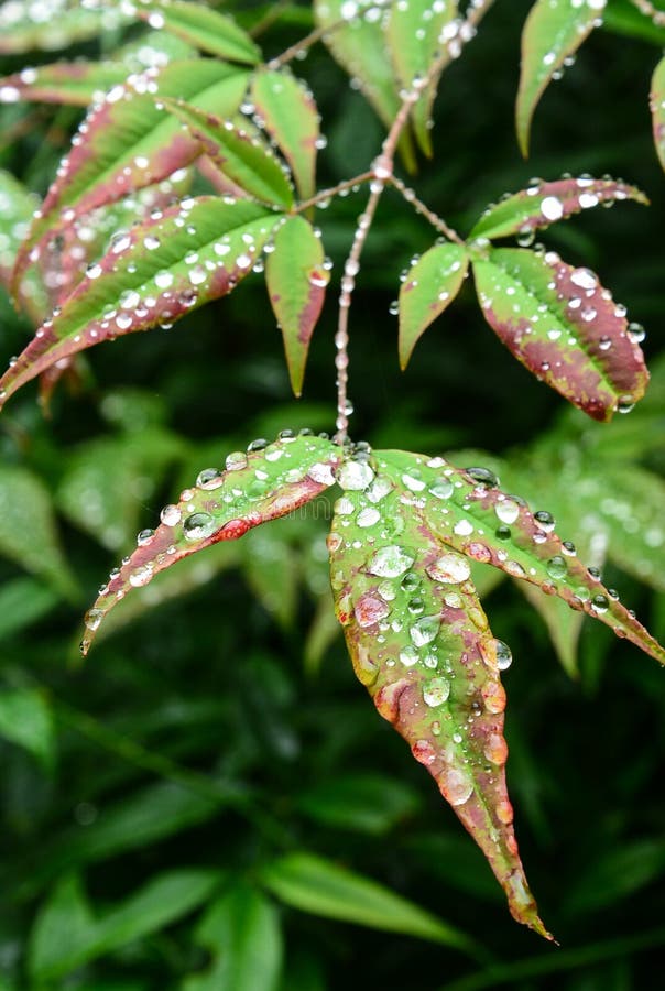 Rain Drops stock image. Image of field, evenings, asia - 77938861