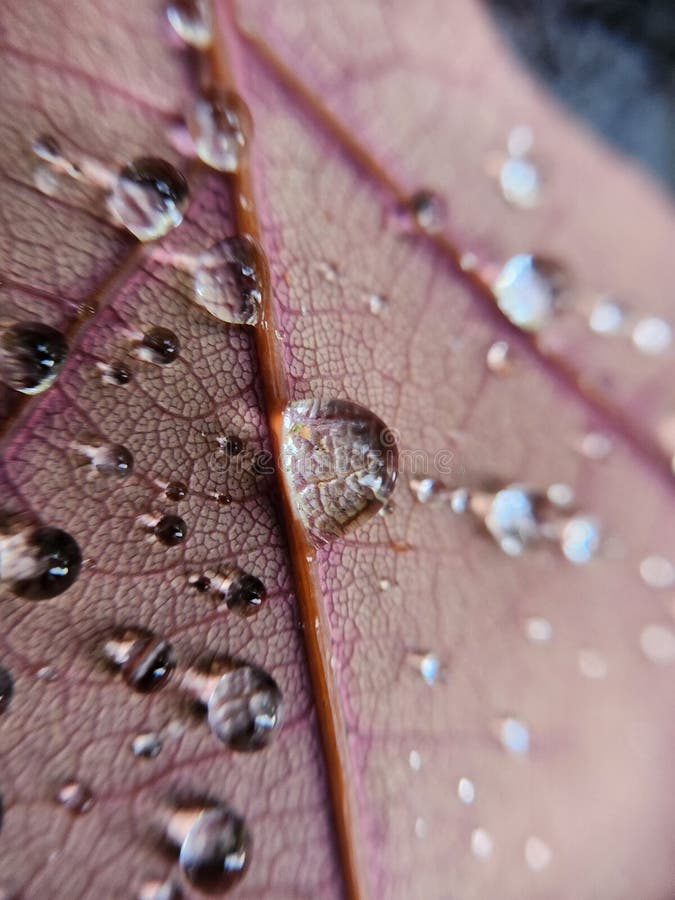 Rain Drops on Fall Leaves stock image. Image of plant - 300215155