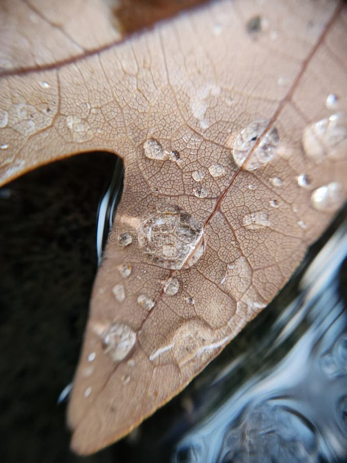 Rain Drops on Fall Leaves stock image. Image of invertebrate - 300215173