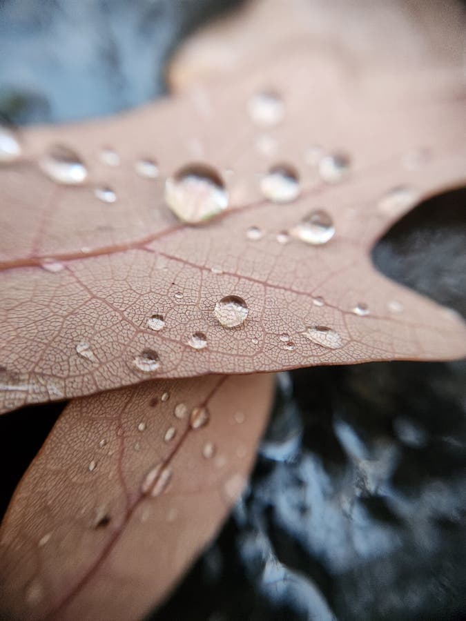 Rain Drops on Fall Leaves stock image. Image of plant - 300215185