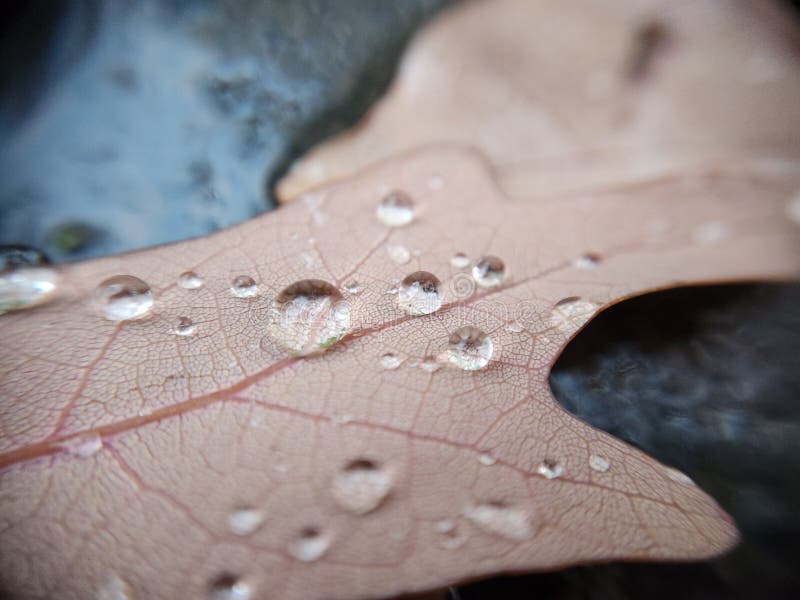 Rain Drops on Fall Leaves stock photo. Image of fall - 300215208