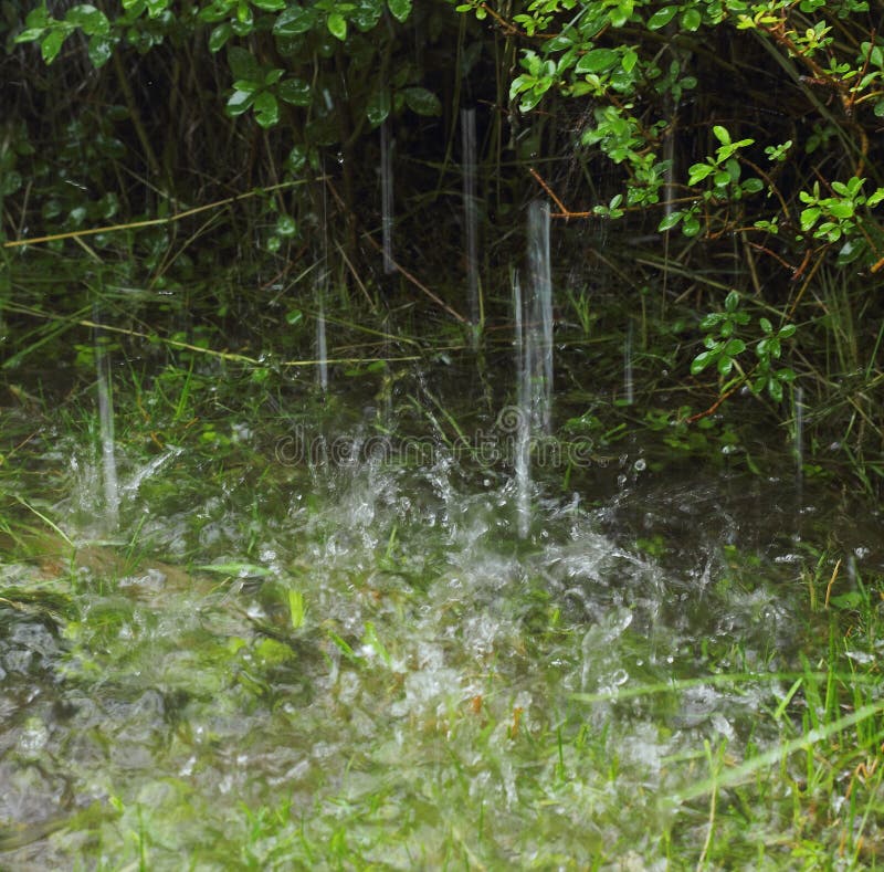 Rain Drops Fall in a Puddle Stock Photo - Image of detail, movement ...