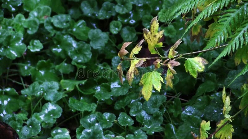 Rain Drops Falling on Green Plants in Small Garden Stock Footage ...