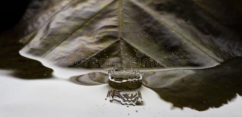 Rain Drops Falling into Jungle Pond Thailand with Backdrop of Native ...