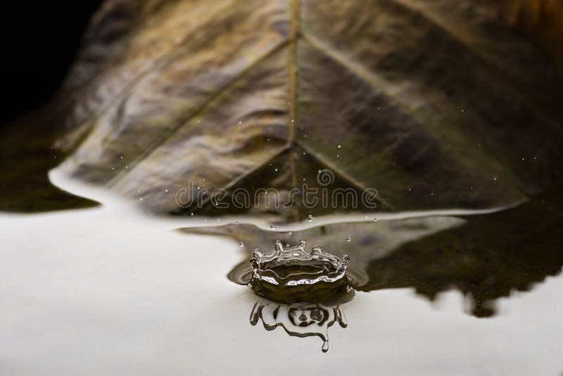 Rain Drops Falling into Jungle Pond Thailand with Backdrop of Native ...