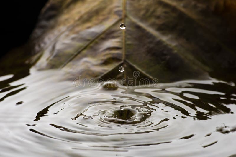 Rain Drops Falling into Jungle Pond Thailand with Backdrop of Native ...
