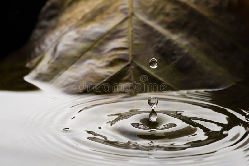 Rain Drops Falling into Jungle Pond Thailand with Backdrop of Native ...