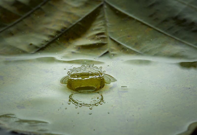 Rain Drops Falling into Jungle Pond Thailand with Backdrop of Native ...