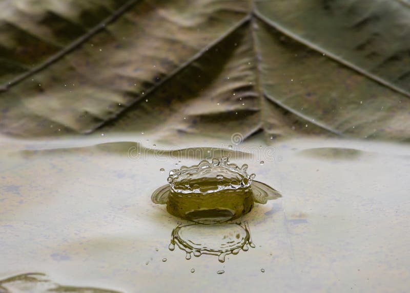 Rain Drops Falling into Jungle Pond Thailand with Backdrop of Native ...