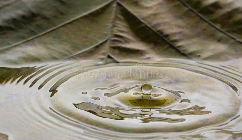 Rain Drops Falling into Jungle Pond Thailand with Backdrop of Native ...