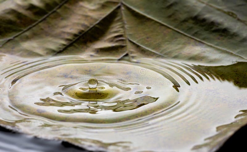 Rain Drops Falling into Jungle Pond Thailand with Backdrop of Native ...