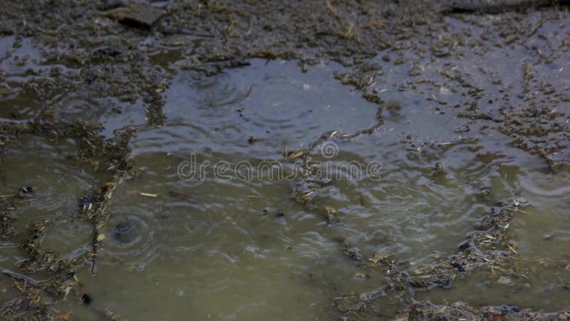 Rain Drops Falling in Mud Puddle. Stock Footage - Video of asphalt ...