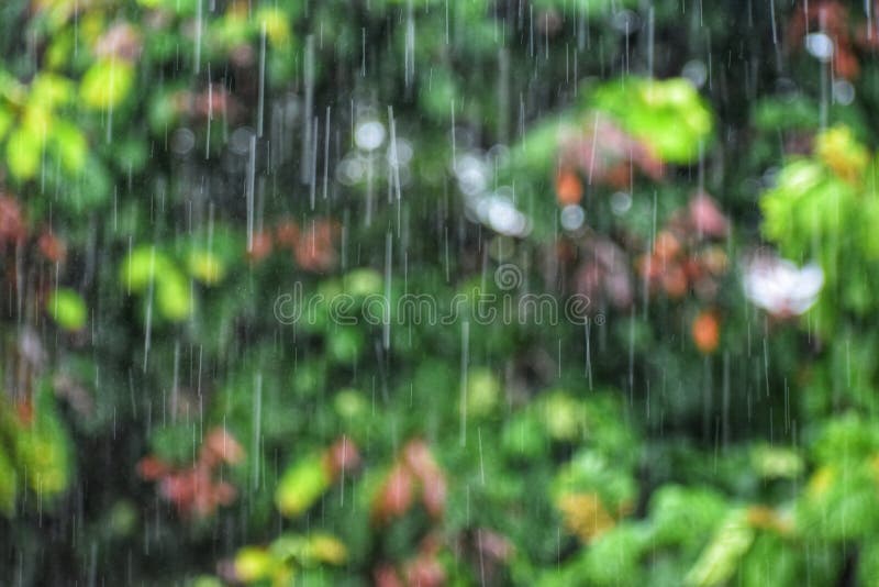 Rain Drops Falling in the Rainy Season Stock Image - Image of nature ...