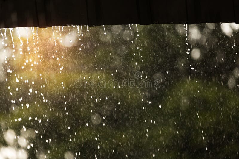 Raindrops Falling From The Tree