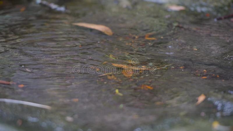 Rain Drops Falling into Small Rocky Pond in Slow-mo with Dead Dried ...