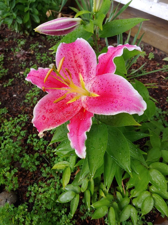 Rain Drops on a Firecracker Lily Stock Image - Image of lilies, rain ...