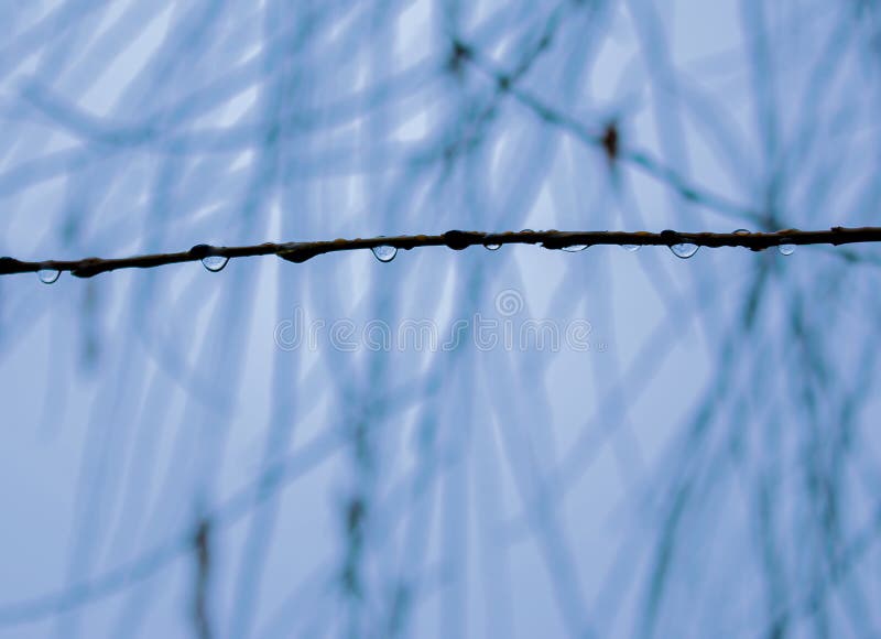 Rain Drops and Fog Build Up on the Branches. Stock Photo - Image of ...