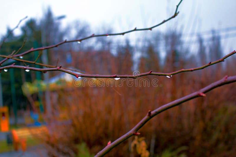 Rain Drops and Fog Build Up on the Branches. Stock Photo - Image of ...