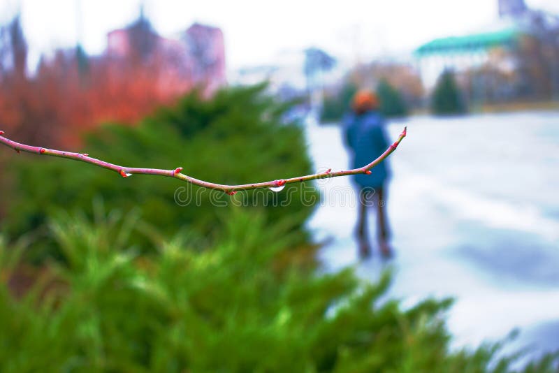 Rain Drops and Fog Build Up on the Branches. Stock Image - Image of ...