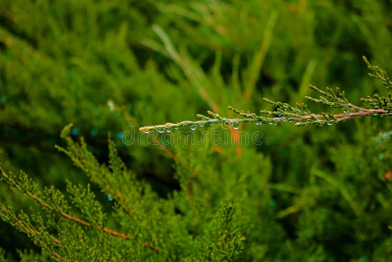 Rain Drops and Fog Build Up on the Branches. Stock Photo - Image of ...