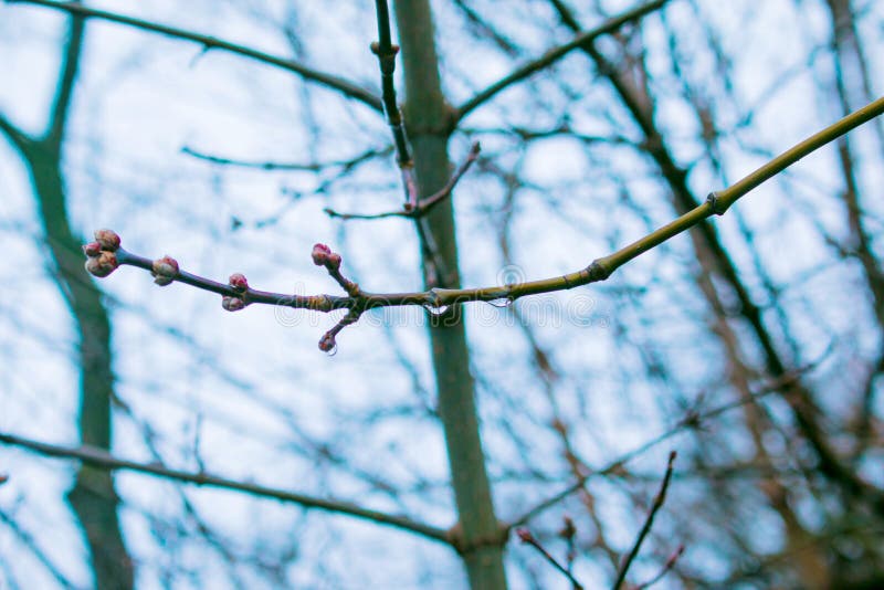 Rain Drops and Fog Build Up on the Branches. Stock Image - Image of ...