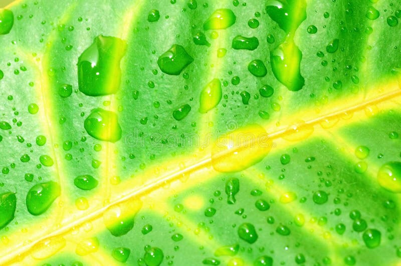 Rain drops on a fresh leaf stock photo. Image of cyan - 2060696