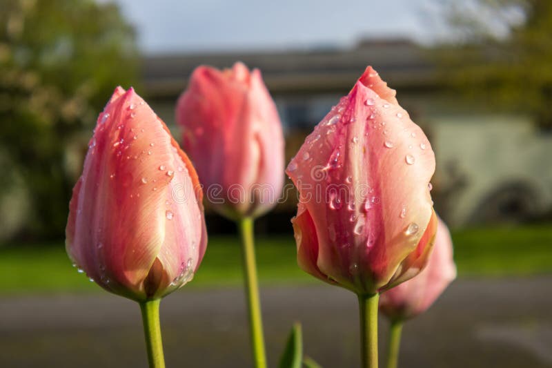 Rain Drops on Garden Tulips Stock Photo - Image of pink, drops: 317016002