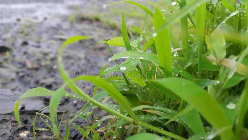 Rain Drops on the Grass Field Stock Image - Image of garden, field ...