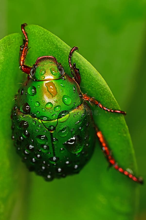 Rain Drops on the Green Bug Stock Image - Image of eyes, reflections ...