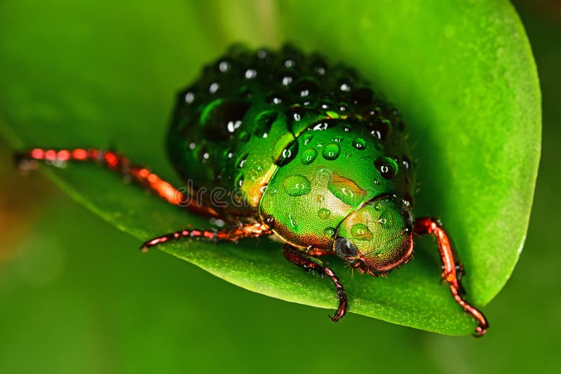 Rain Drops on the Green Bug Stock Image - Image of drops, outdoor ...