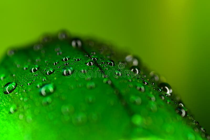 Rain Drops on the Green Bug Wings Stock Photo - Image of white, drops ...