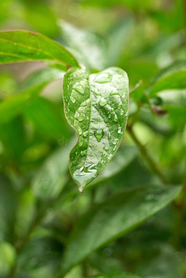 Rain Drops on Green Foliage of the Growing Plants Stock Image - Image ...