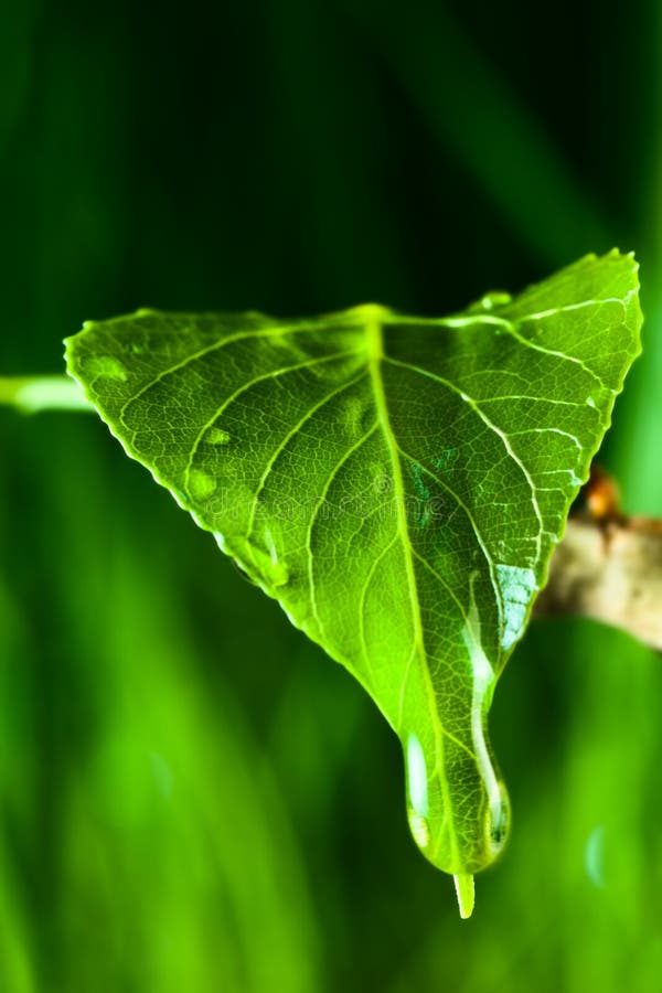 Rain drops on a green leaf stock image. Image of drop - 7710369