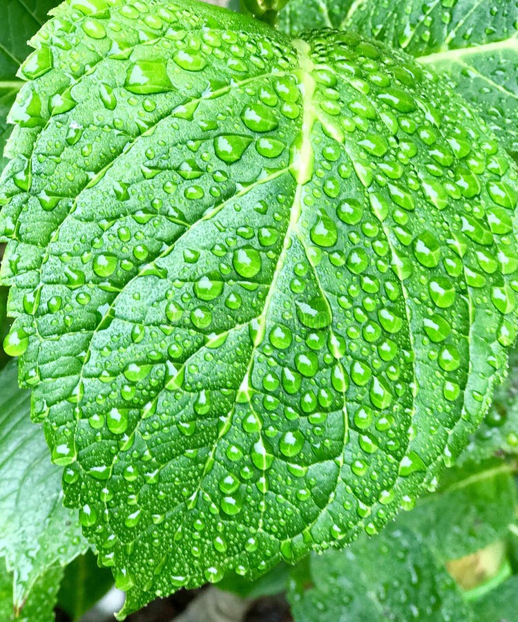 Raindrops stock photo. Image of nature, drops, greenleaf - 99724812