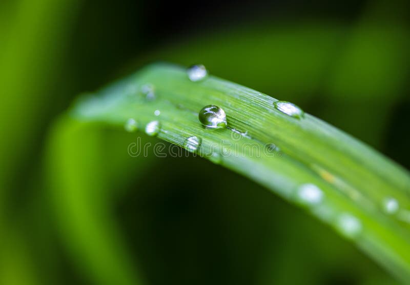 Rain drops on green leaves stock image. Image of detail - 222726991
