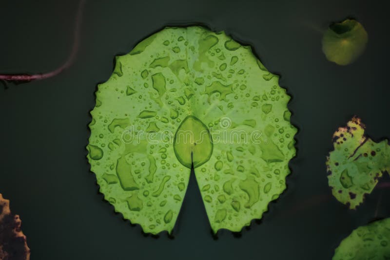 Rain Drops on a Green Water Lily Pad in Thailand, Top View Stock Image ...