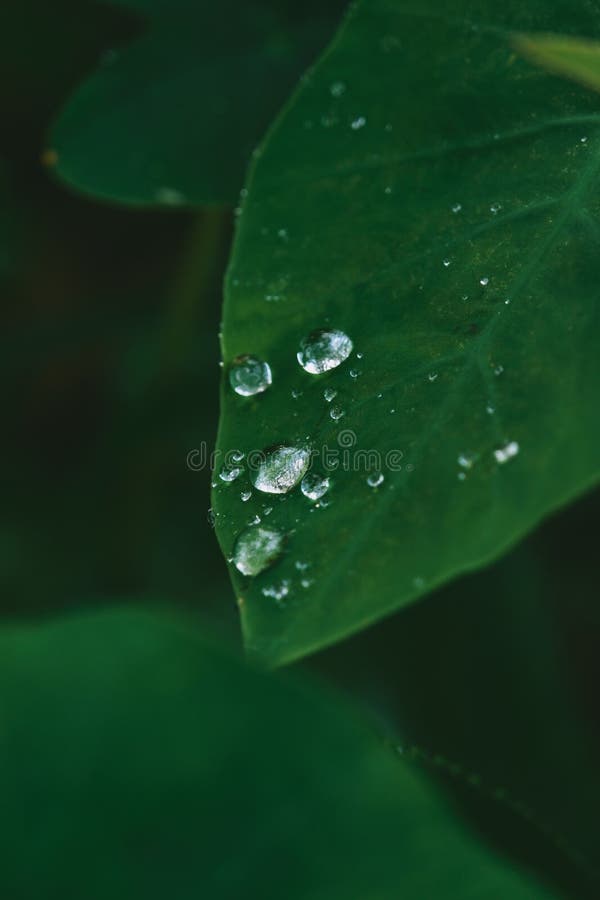 Rain Drops on Heart Shaped Leaf - Water Drops on Taro Leaf Stock Image ... Rain Drops on Heart Shaped Leaf - Water Drops on Taro Leaf Stock Image ...