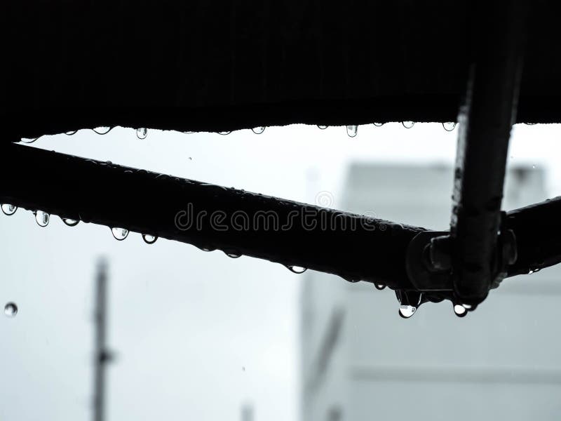 Rain Drops after Heavy Rain Stock Image - Image of fresh, natural ...