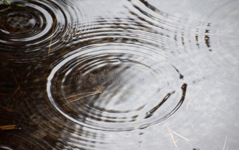 Rain drops hit a puddle stock photo. Image of nature - 194888476